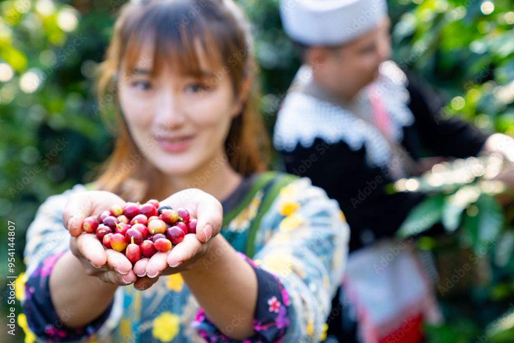 Happy Asian woman farmer picking red cherry coffee beans in coffee ...