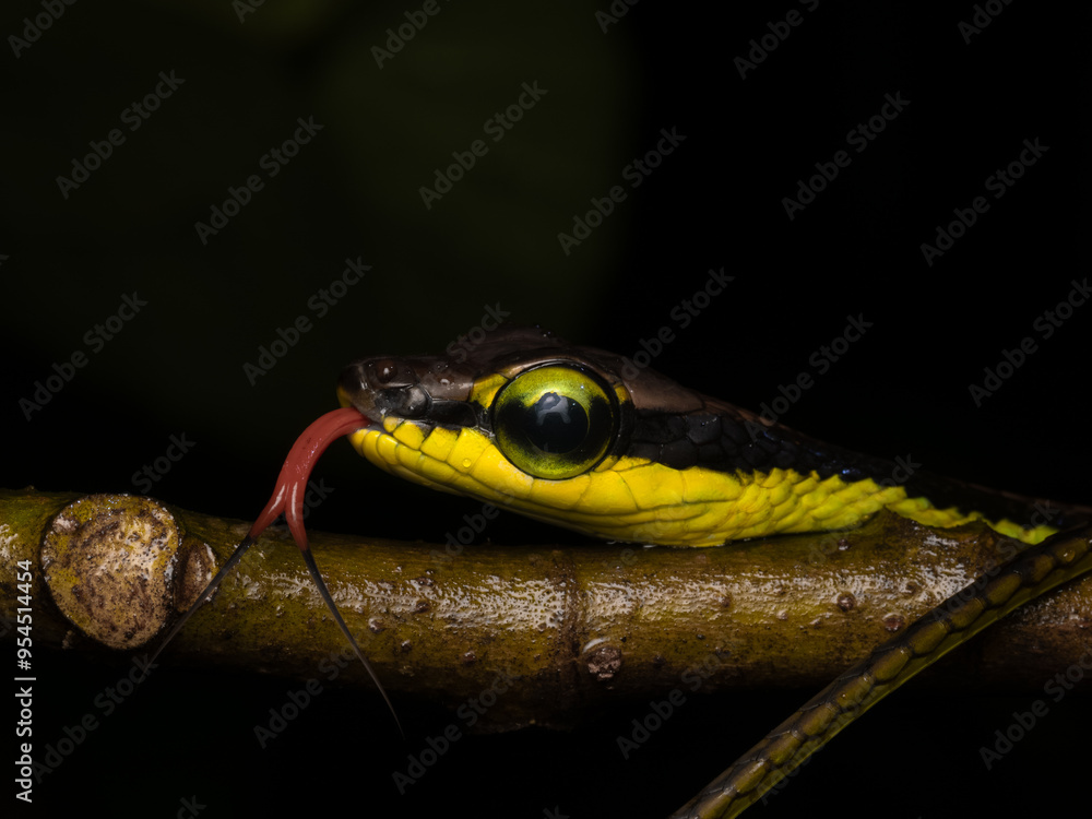Dendrelaphis formosus snake, commonly known as either the elegant ...