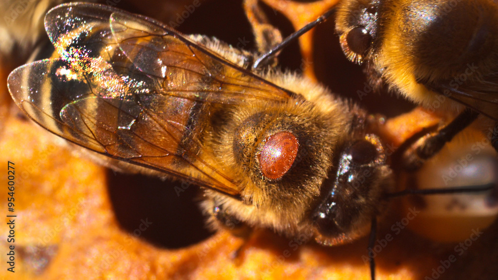 Poster Varroa mite on back of a bee – Wall Art | UkPosters