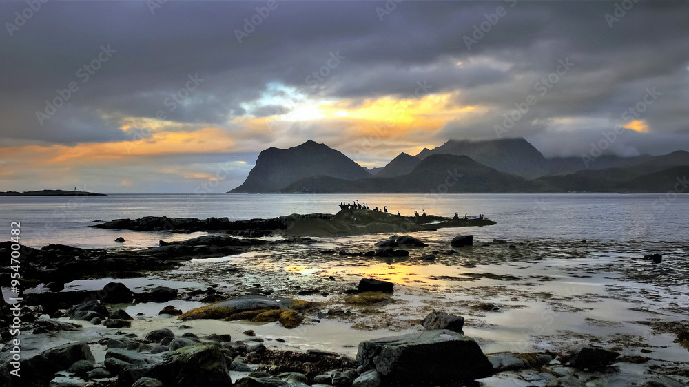 Distant silhouette of cormorants on beach, Lille Sandnes, Flakstad ...