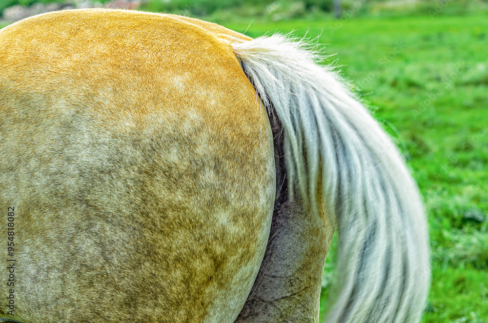 Rear view of spotted white horse on green meadow. Close-up horse's tail ...