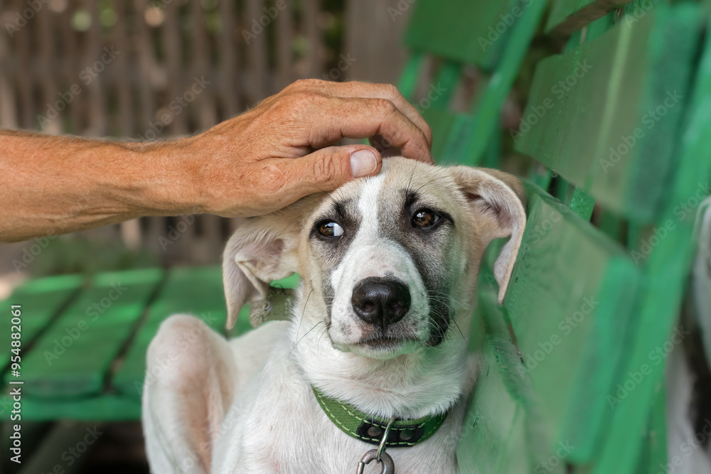 Fear in a dog.A frightened dog from a shelter for homeless animals on a ...