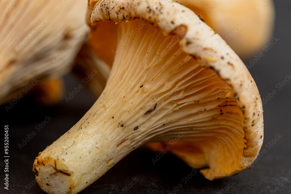 Organic wild chanterelle mushrooms close up on black background ...