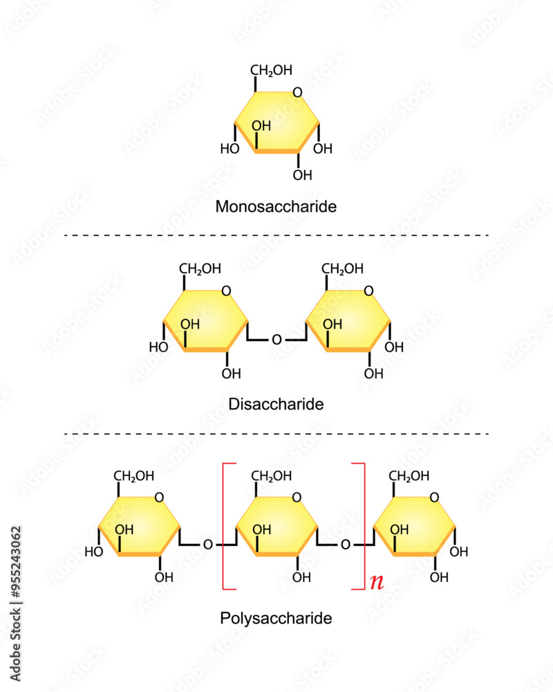 Poster Differences Between Monosaccharide, Disaccharide and Polysaccharide – Wall Art | UkPosters