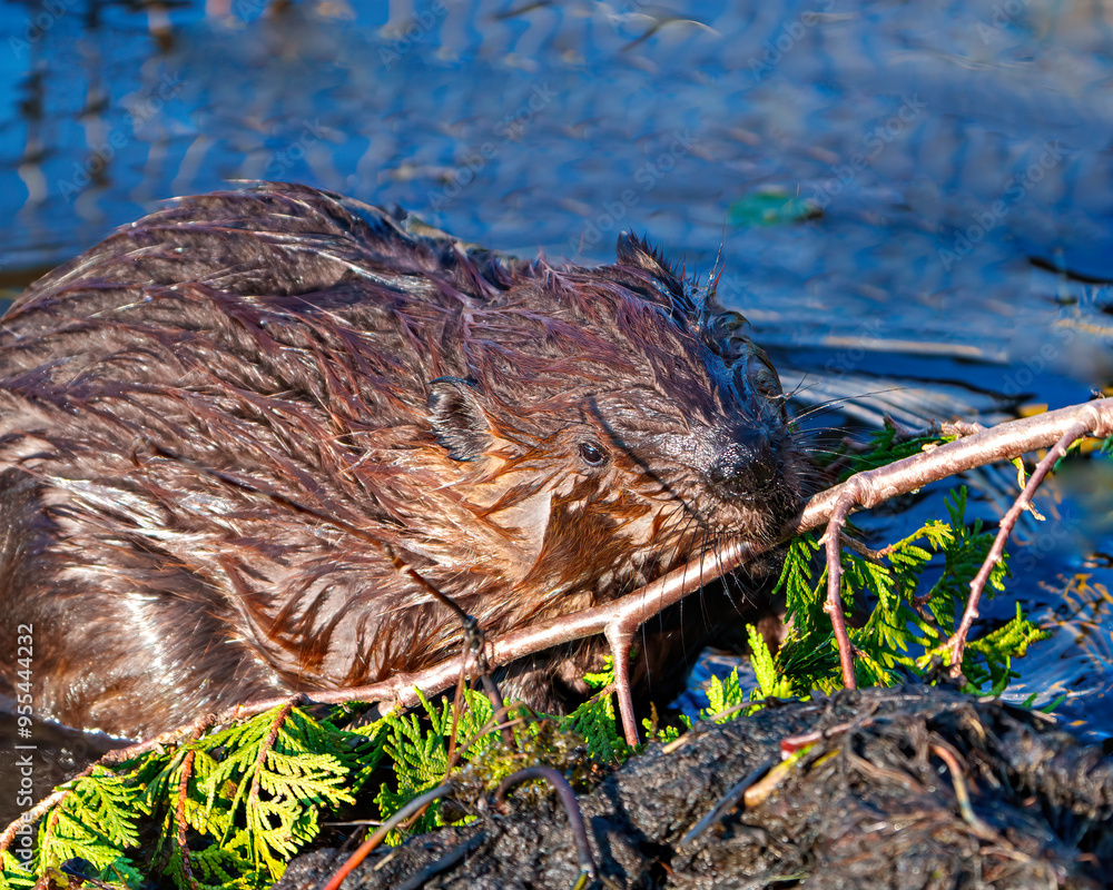 Beaver Photo and Image. Close-up view building a beaver dam in a water ...