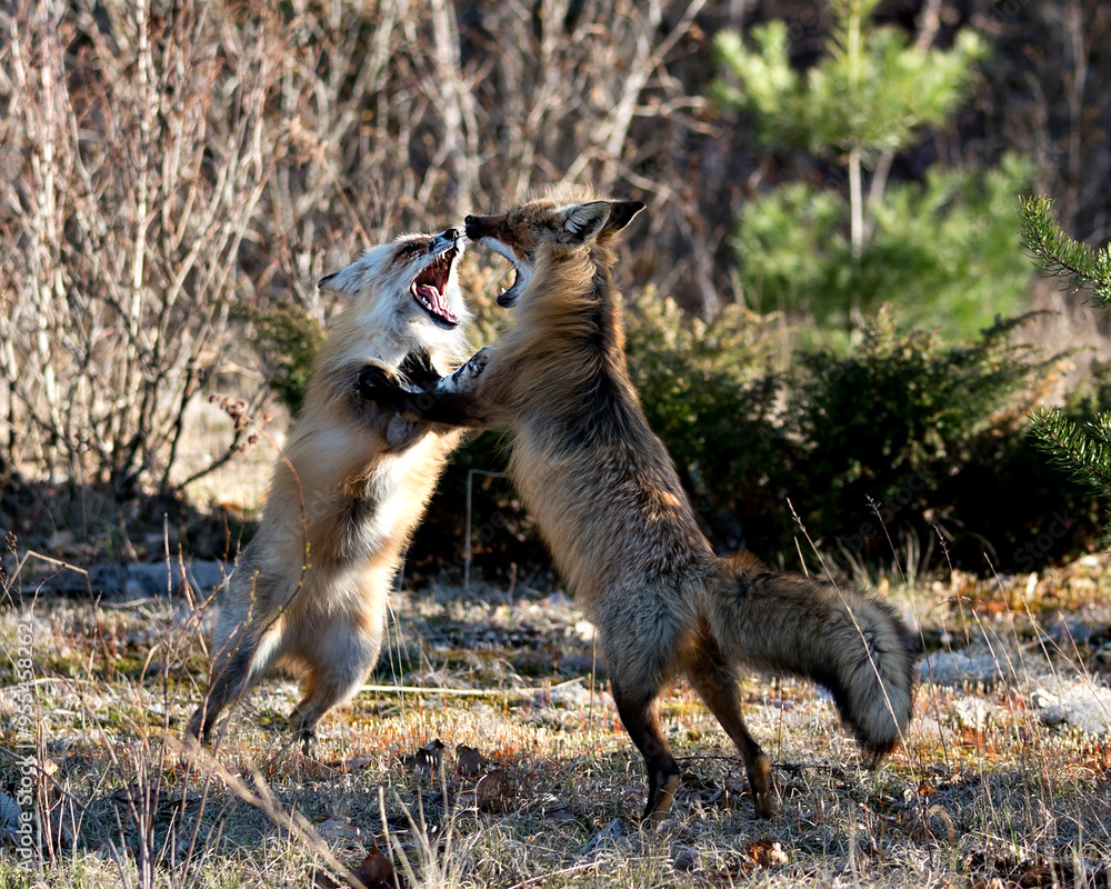 Red Fox Photo Stock. Foxes trotting, playing, fighting with a behaviour ...