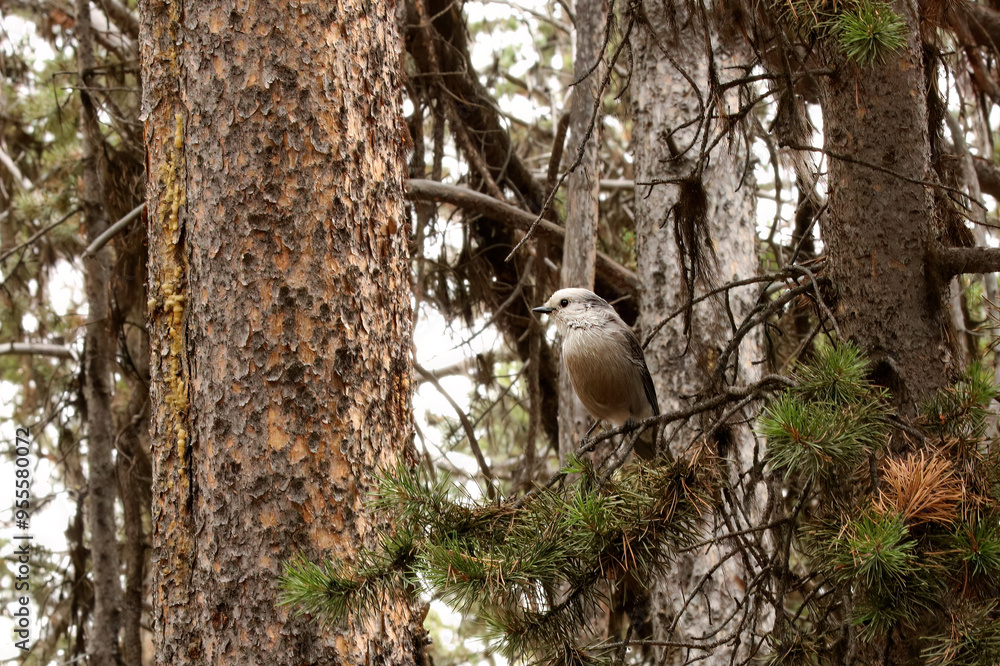 The Canada jay (Perisoreus canadensis) also known as the gray jay, grey ...