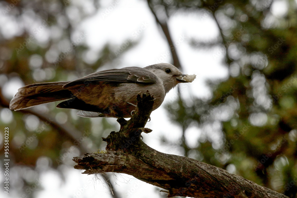 The Canada jay (Perisoreus canadensis) also known as the gray jay, grey ...