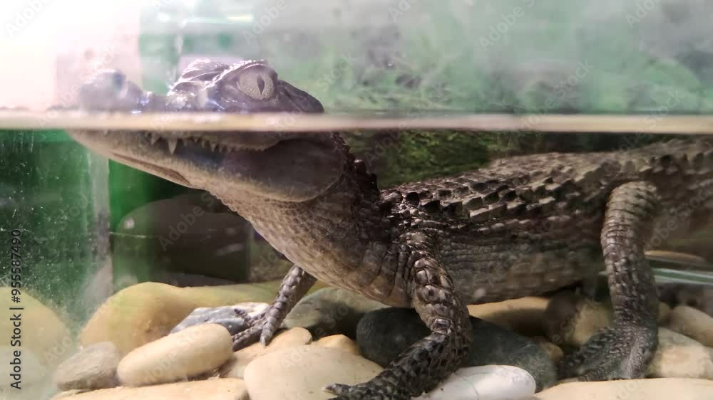 Close-up side view of smooth-fronted caiman (Paleosuchus trigonatus ...