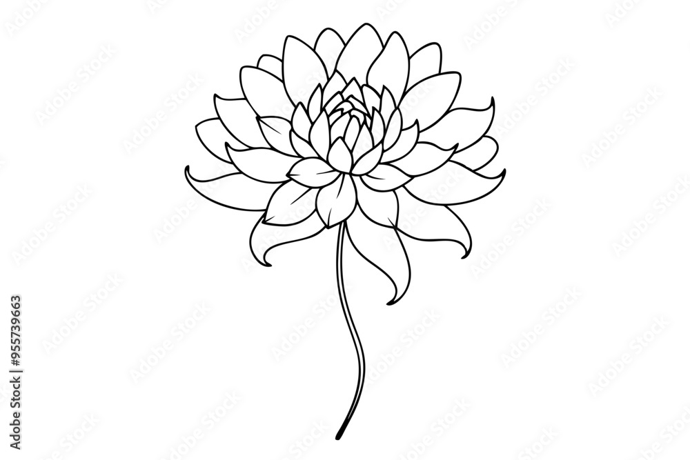 Elegant Line Drawing of Chrysanthemum Stunning Line Art Vector ...