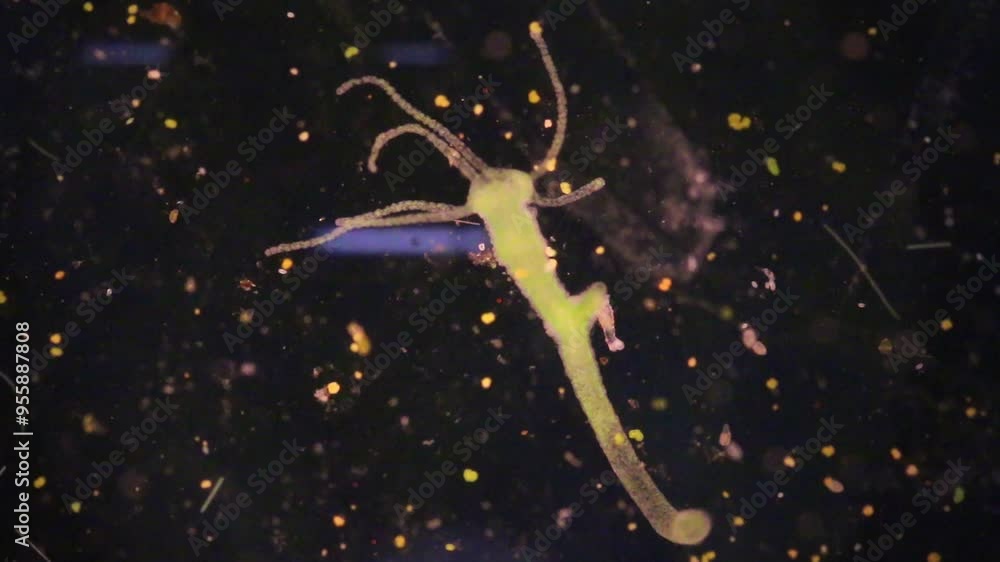 Hydra is a genus of small, fresh-water animals of the phylum Cnidaria ...