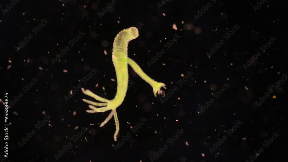 Hydra is a genus of small, fresh-water animals of the phylum Cnidaria ...