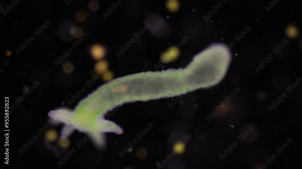 Hydra is a genus of small, fresh-water animals of the phylum Cnidaria ...
