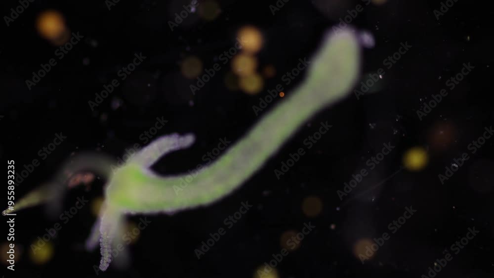 Hydra is a genus of small, fresh-water animals of the phylum Cnidaria ...