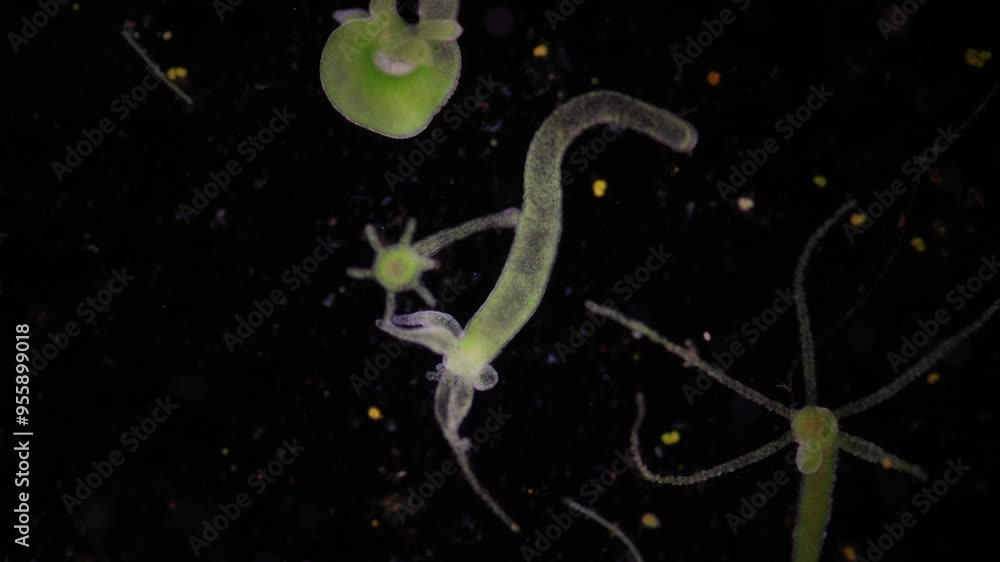 Hydra is a genus of small, fresh-water animals of the phylum Cnidaria ...