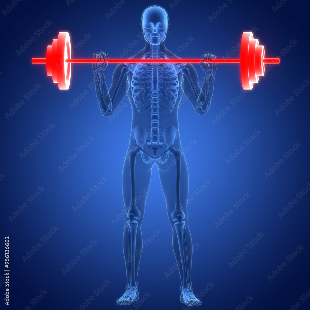 Human Skeleton System Bone Joints Anatomy Stock Illustration | Adobe Stock