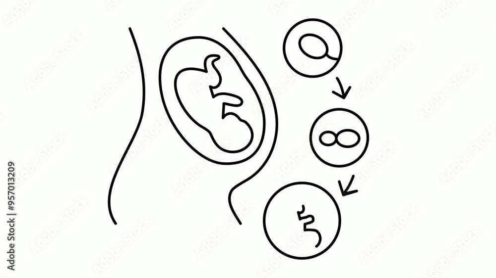 IVM Process and Stages animation, pregnant belly ivf process animated ...