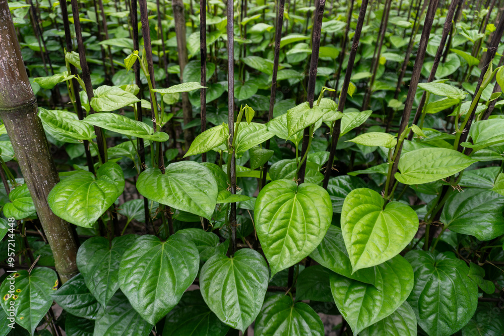 Glossy Foliage of Betel Pepper or Betel Vine (Piper Betle). A Plant of ...