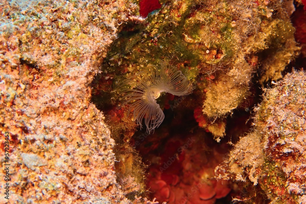 Marine life in the sea - christmas tree worm (Spirobranchus giganteus ...