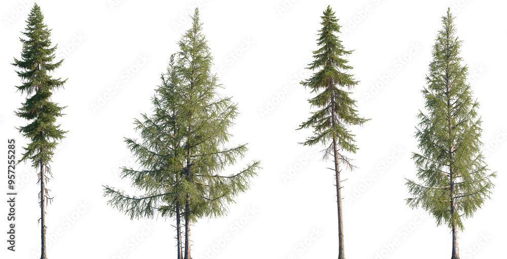 Set of Larix occident and Larix laricina isolated png in sunny daylight ...