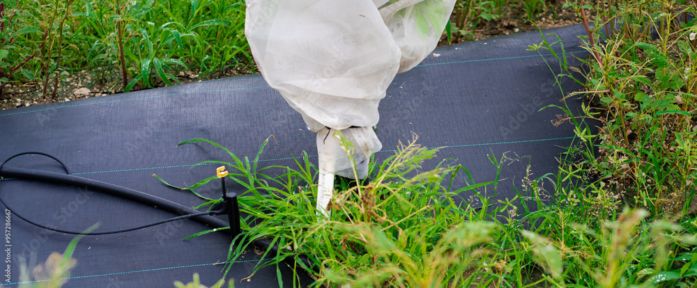 Panorama view drip irrigation system, thick fabric weed barrier, row ...