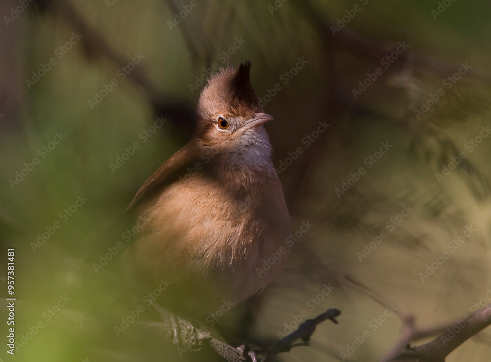 Crested Hornero on the branches of a tree between light and shadow ...