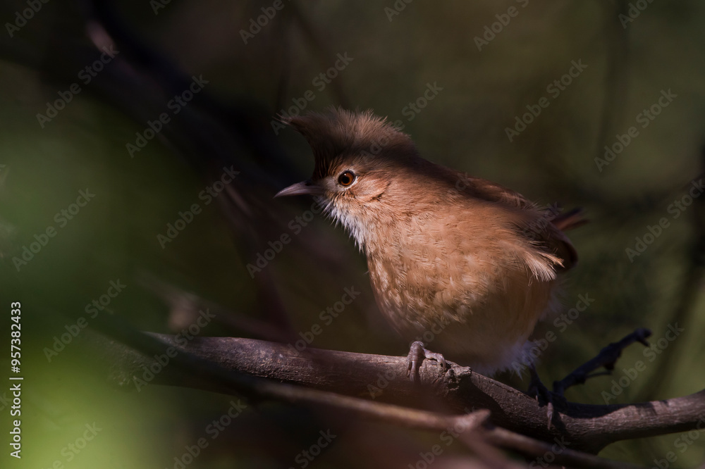 Crested Hornero on the branches of a tree between light and shadow ...