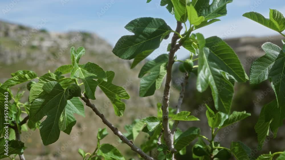 Fig tree leaves and small fruits in puglia, italy capture the lush ...