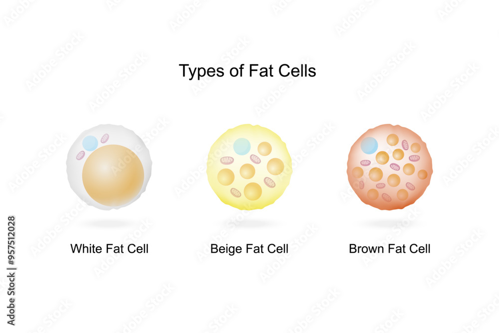 Types of Fat Cells. Adipocytes. Brown, Beige, and White fat cells ...