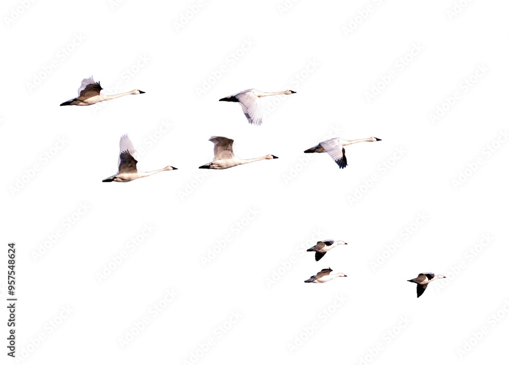 Poster flock of birds png, group of birds flying png – Wall Art | UkPosters