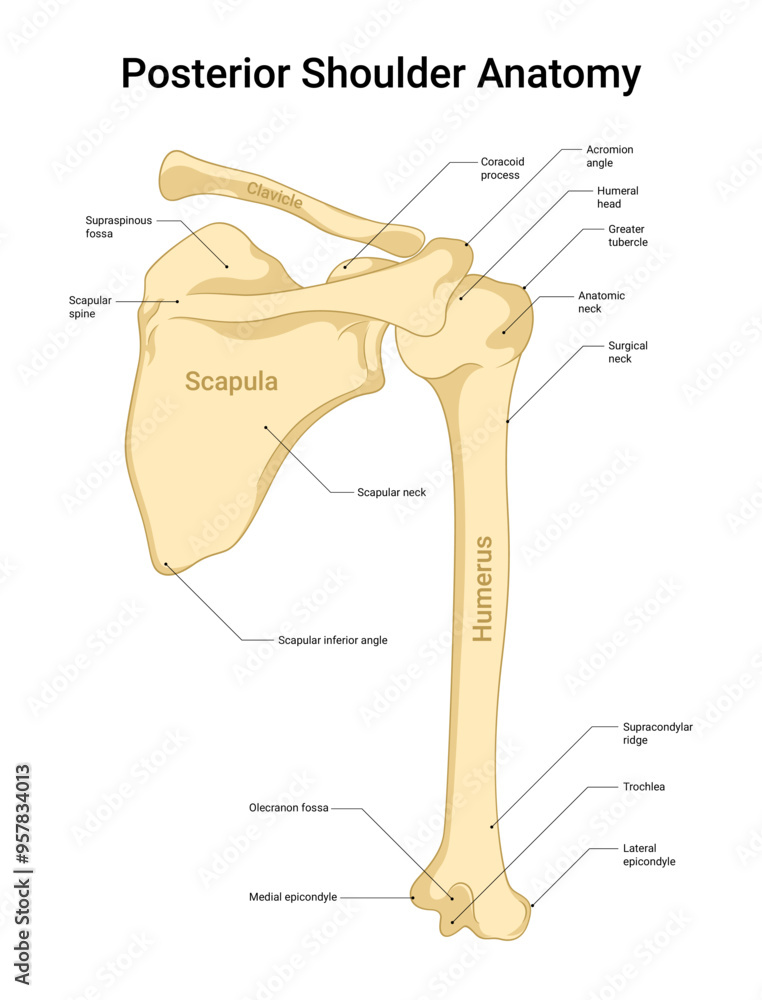 Anatomy of Shoulder Posterior View Stock Vector | Adobe Stock