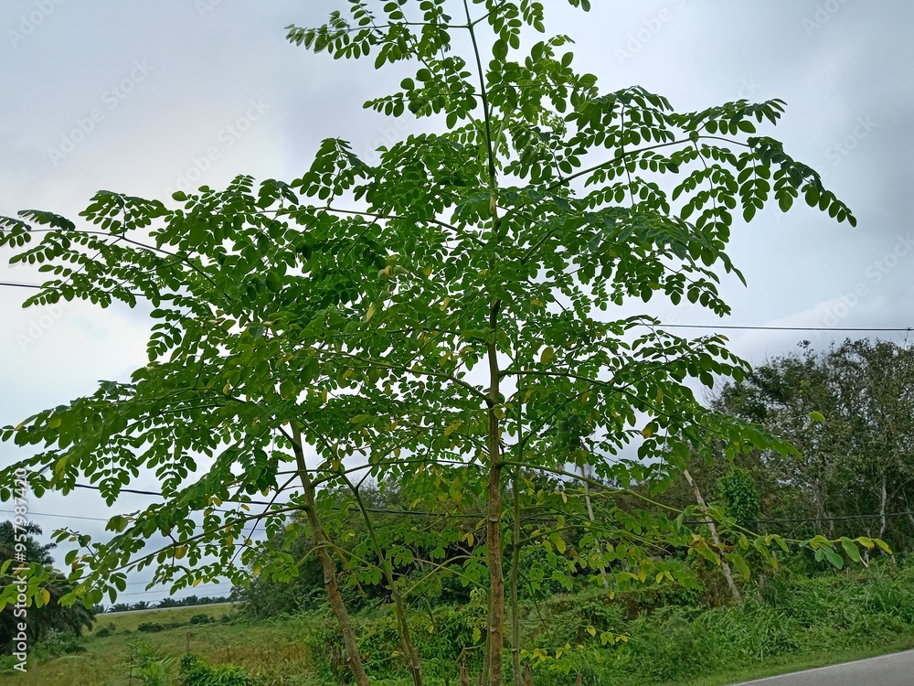drumstick tree or Moringa oleifera leaves close up.also known as ...