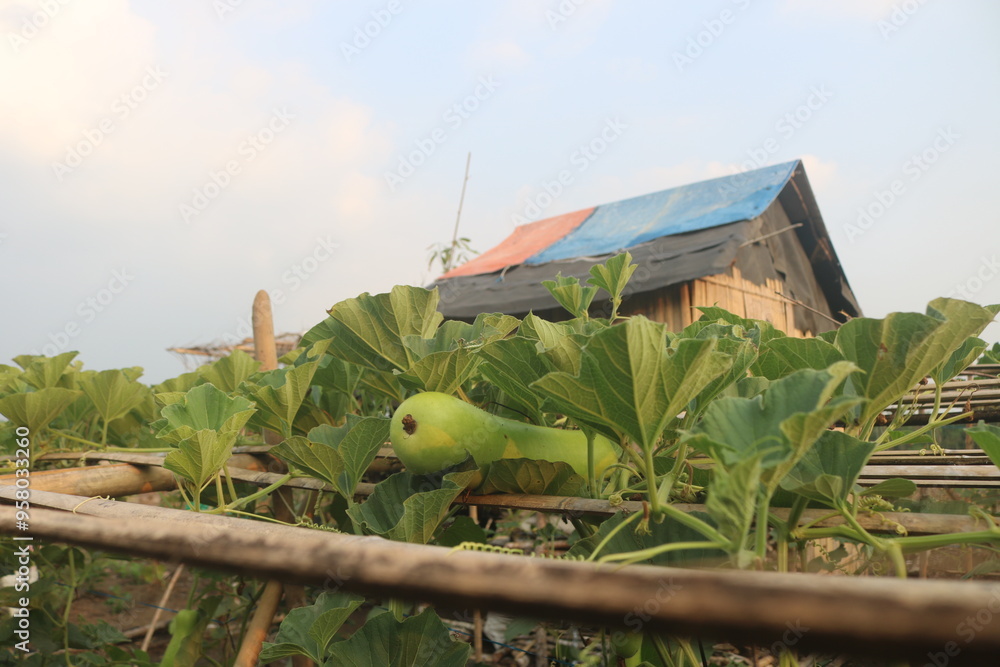 "Pumpkin Vegetable" in English is known as "bottle gourd" or "calabash ...