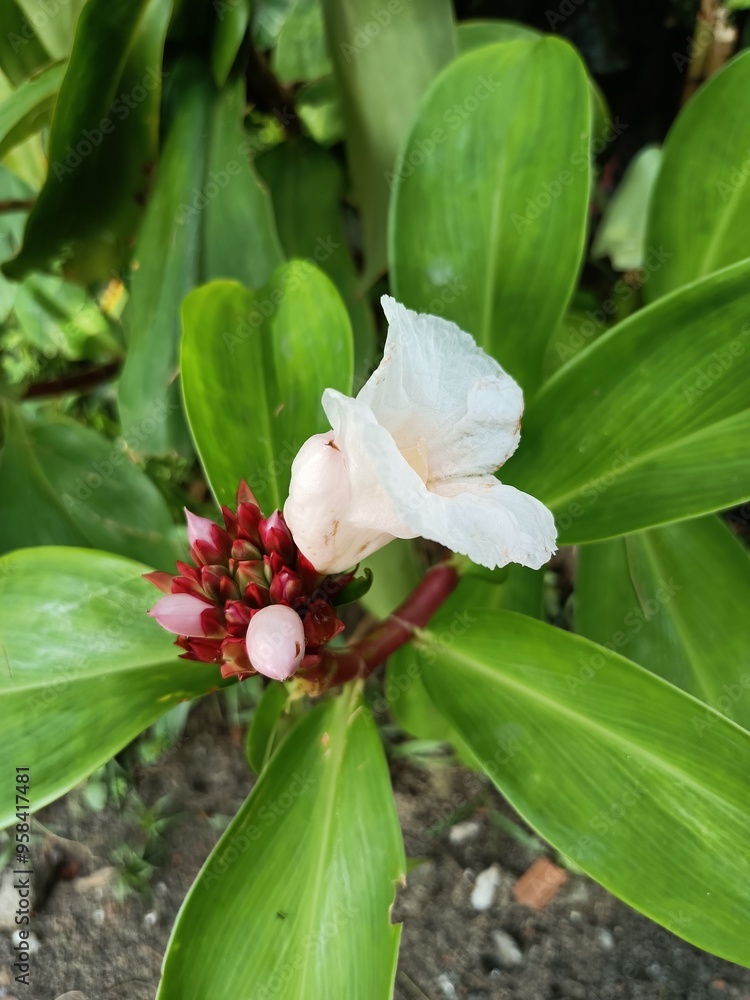 Crepe ginger. It is also known as spiral ginger, or variegated ginger. Hellenia speciosa ...