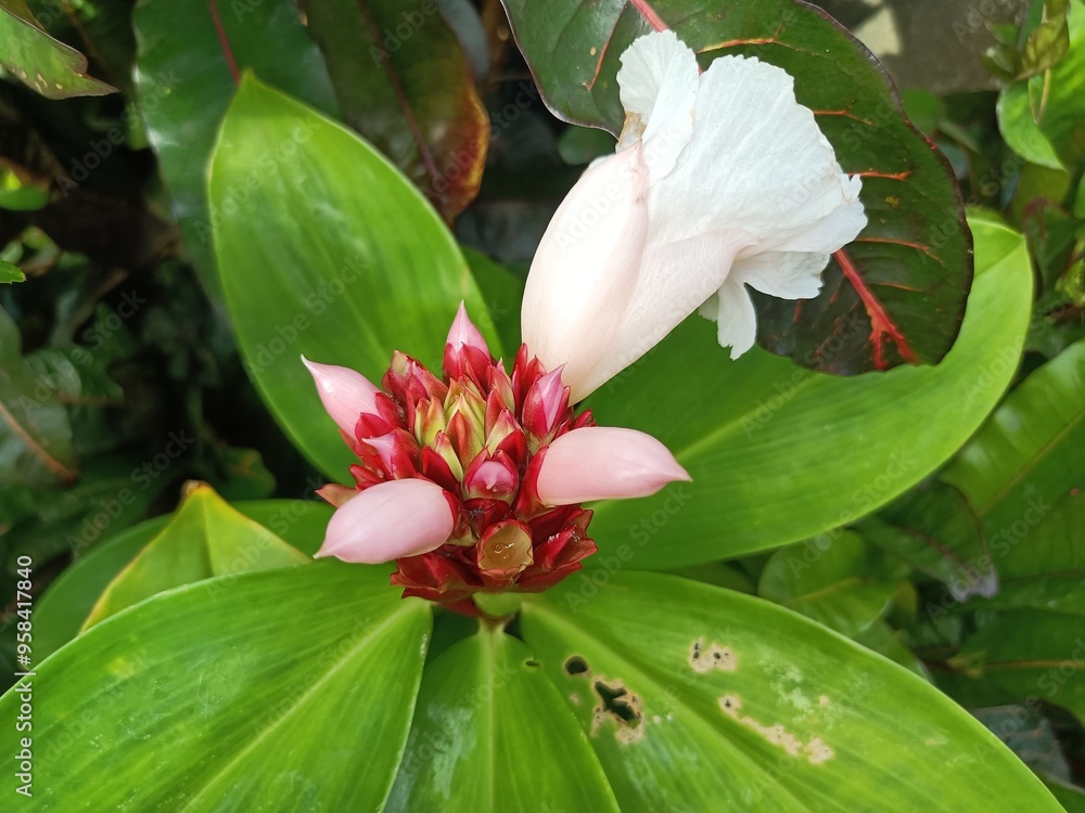 Crepe ginger. It is also known as spiral ginger, or variegated ginger. Hellenia speciosa ...