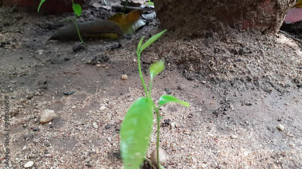 Polyalthia longifolia tree sprout. Its other names false ashoka, Monoon ...
