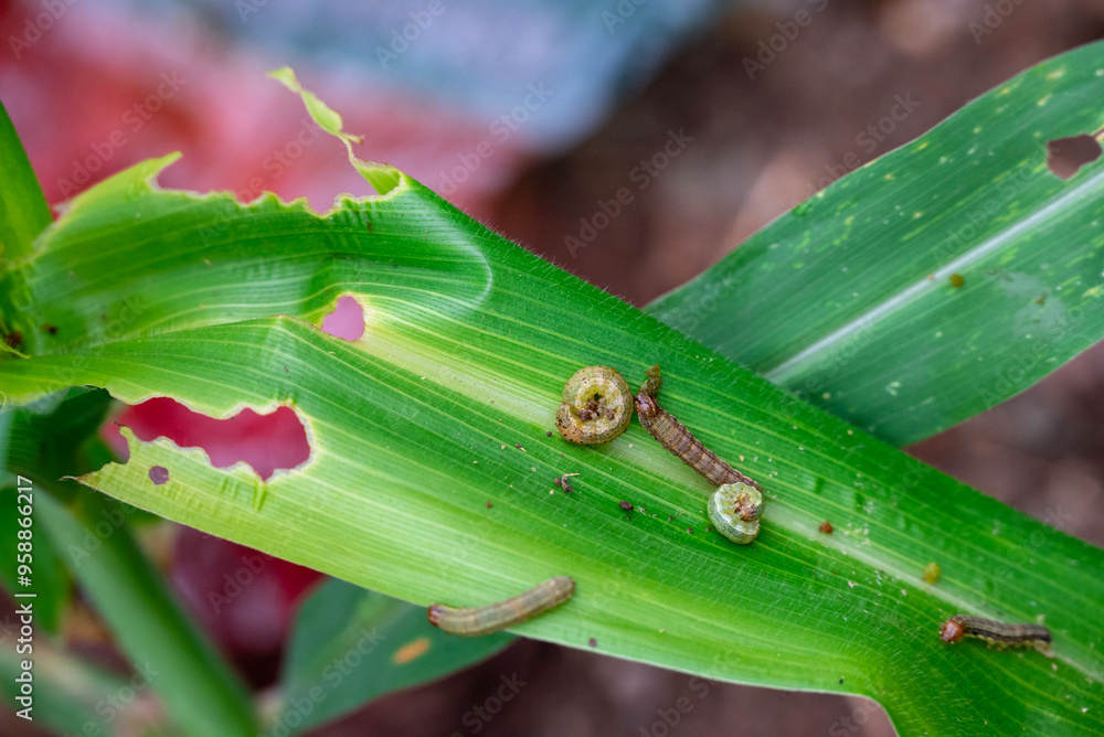 In the maize field, the armyworm attack the maize leaves, causing ...