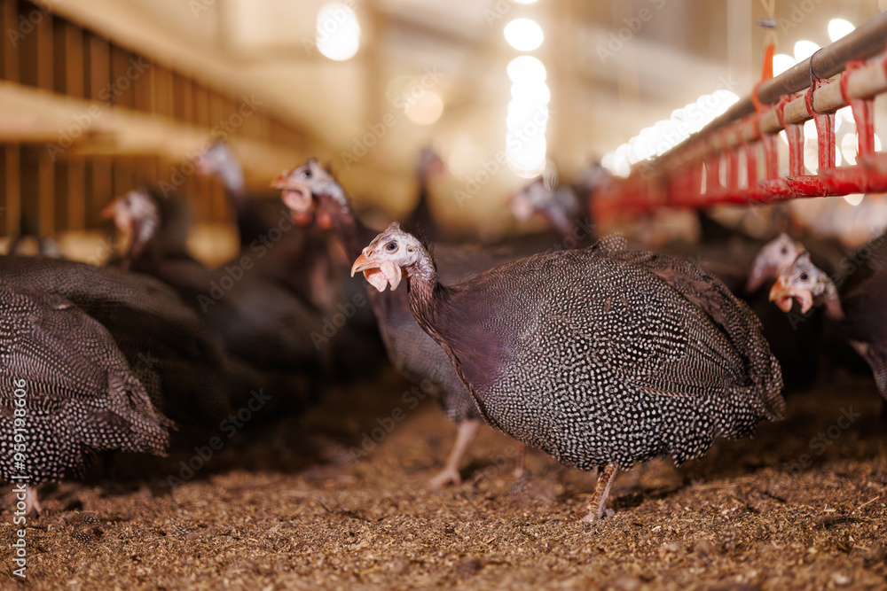 A group of guinea fowls on a poultry farm pecking at a feeder. Growing ...