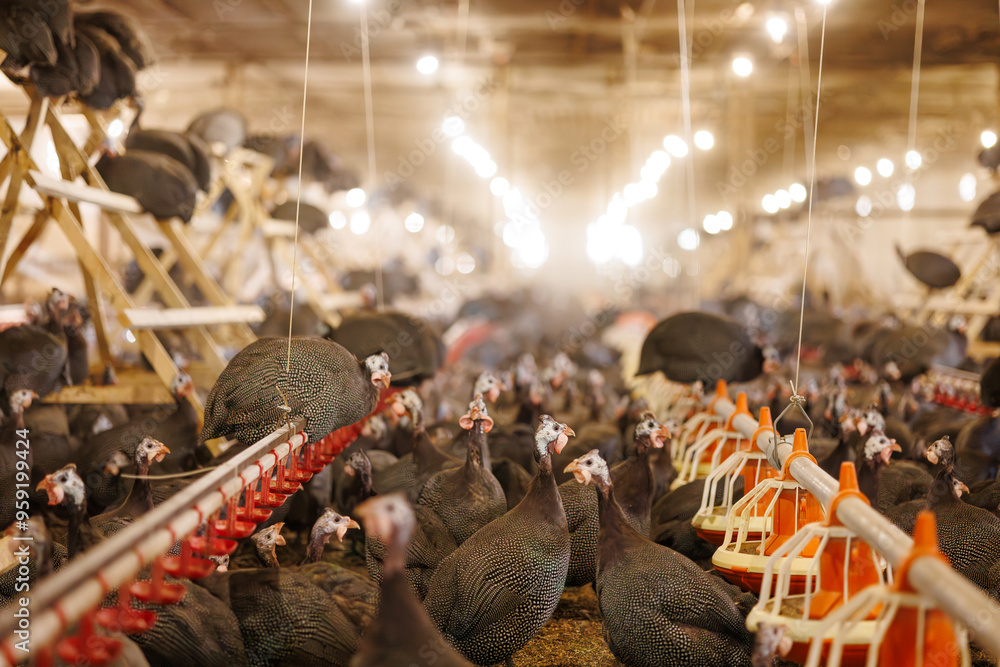 A group of guinea fowls on a poultry farm pecking at a feeder. Growing ...