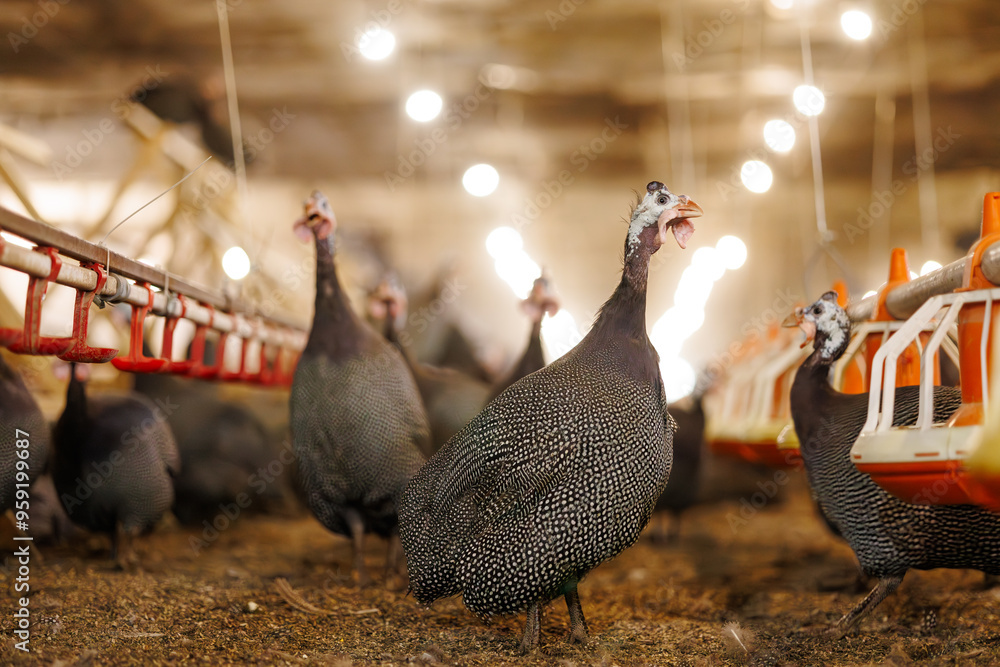 A group of guinea fowls on a poultry farm pecking at a feeder. Growing ...