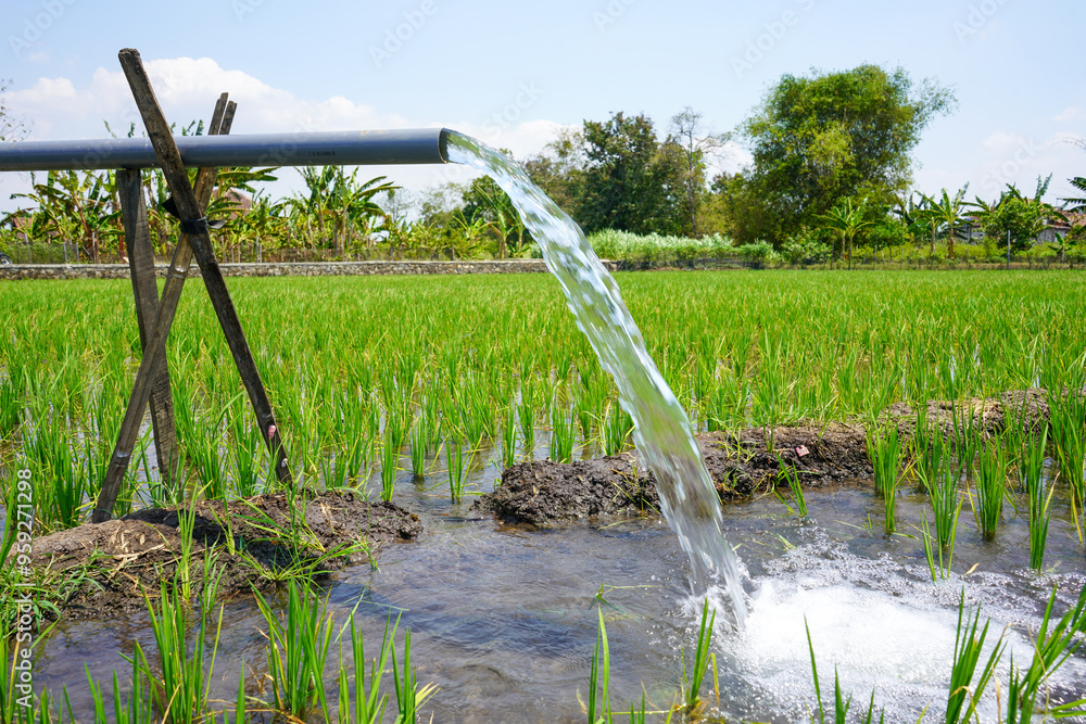 Irrigation of rice fields using pump wells with the technique of ...