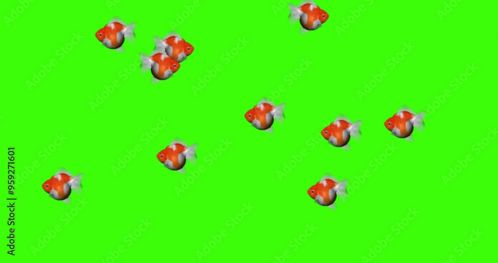 3D goldfish fishes swim in the water animation on green screen ...