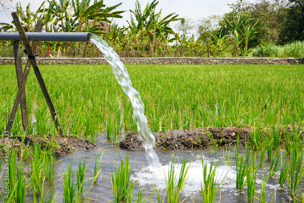 Irrigation of rice fields using pump wells with the technique of ...