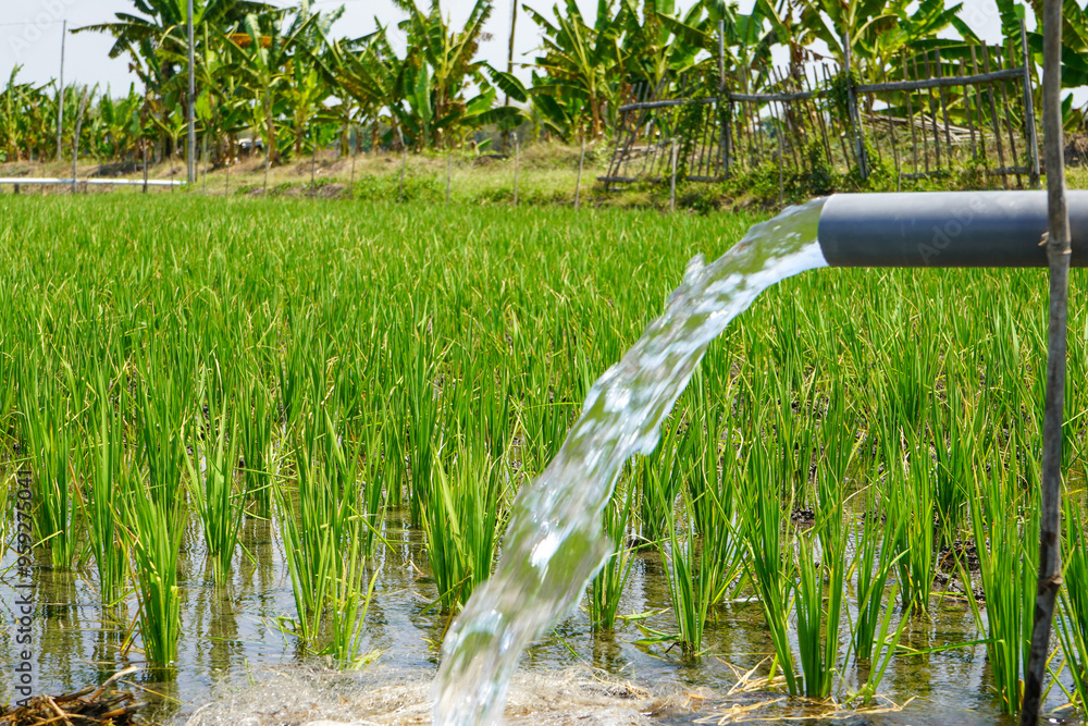 Irrigation of rice fields using pump wells with the technique of ...