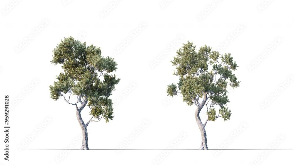 Growing trees on a white background 3D animation growth grow from small to large, Old Spar trees ...