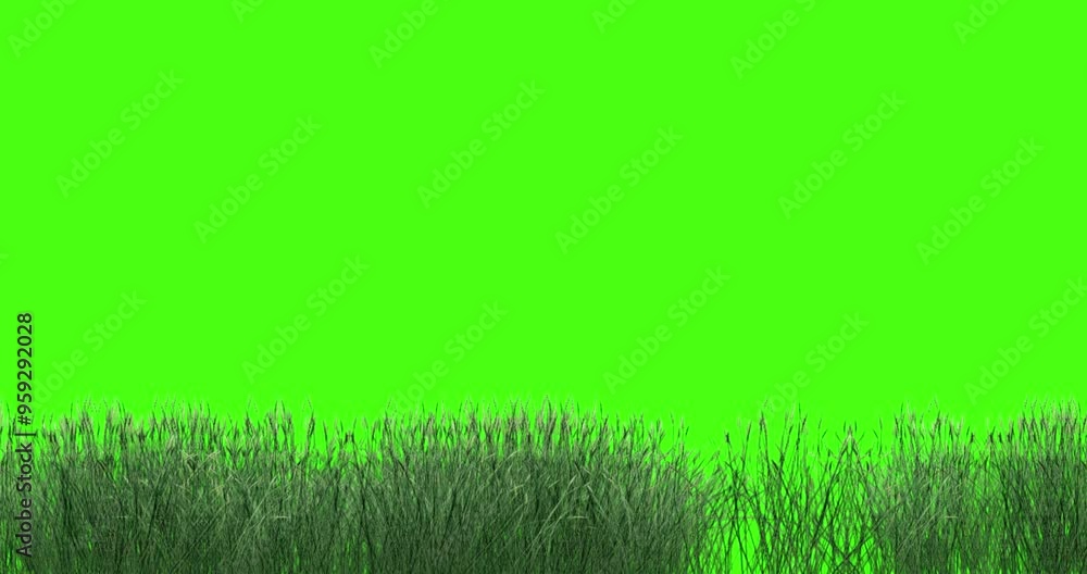 3D tall Grasses Poaceae waving animation on the green screen background ...