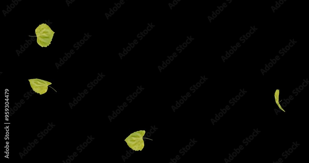 4k Autumn leaves transition Leaves floating and swaying in the wind ...