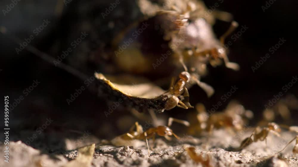 Explore the fascinating world of black garden ants, known for their ...