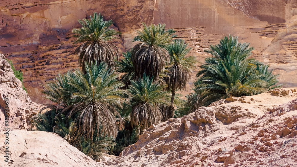 green palm trees in an oasis in the desert against the backdrop of ...