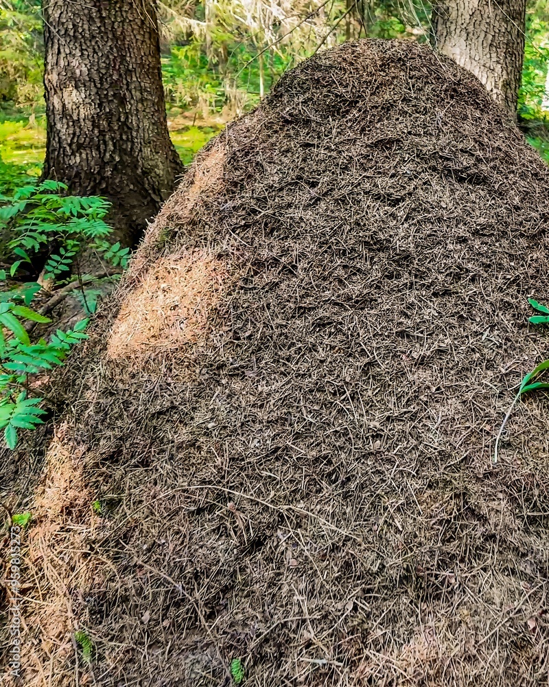 Large ant hill in forest surrounded by trees and ferns, illustrating ...